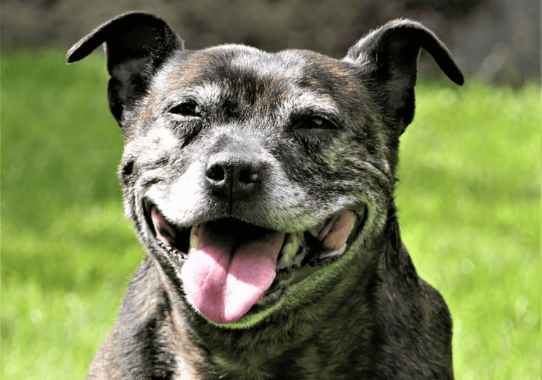 8 Ways to Memorialise Your Pet • Ark Angel Vet