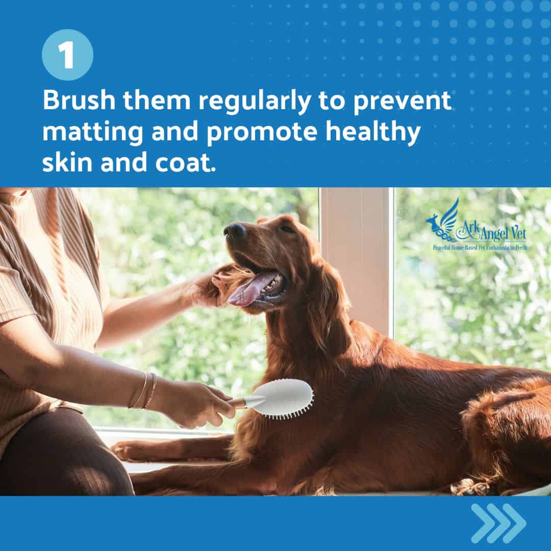 Grooming Tips for Older Dogs • Ark Angel Vet