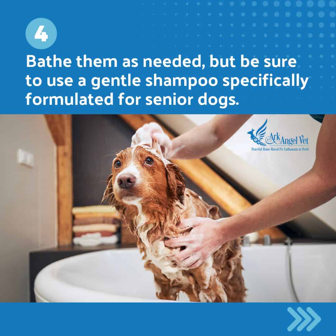 Grooming Tips for Older Dogs • Ark Angel Vet