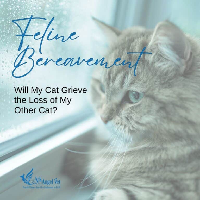 Feline Bereavement • Ark Angel Vet